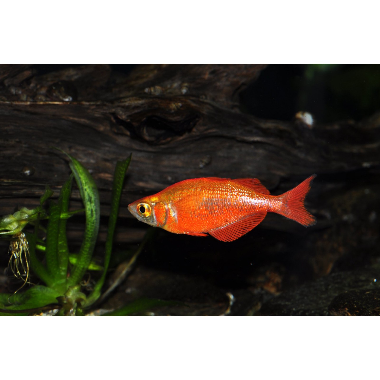 Gavůnek lososový - Glossolepis incisus